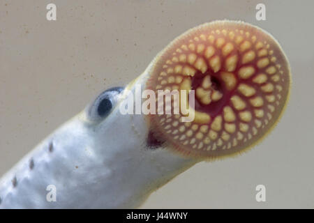 young sea lamprey with his mouth open so that the cylindrically placed ...