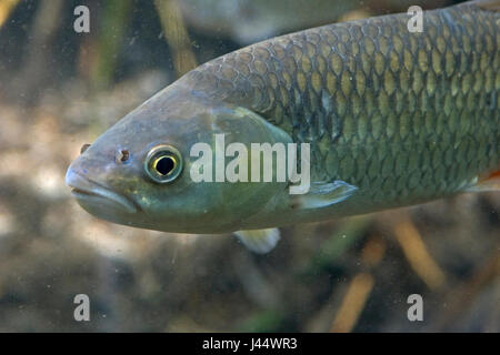 portrait of a chub Stock Photo - Alamy