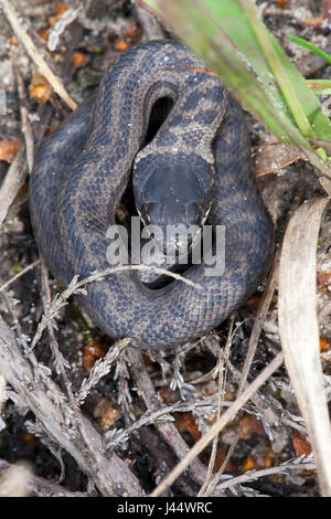 Smooth snake (Coronella austriaca) basking on heathland, Britain's ...