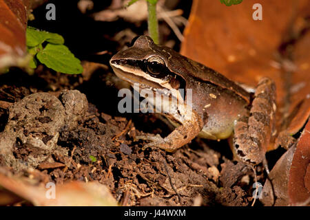 Common Toad-frog(Leptodactylus mystaceus) in the rainforest, Orellana ...