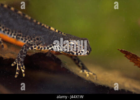alpine newt male Stock Photo - Alamy