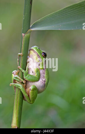 Common tree frog hanging on a branch Stock Photo - Alamy