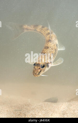 Vertical portrait of a White-finned gudgeon Stock Photo - Alamy