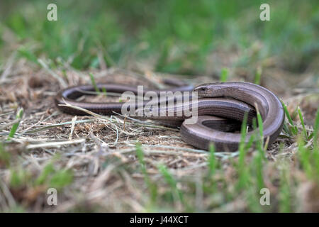 Male and female slow worm (Anguis fragilis Stock Photo - Alamy