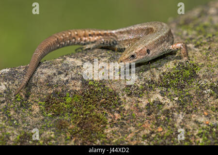 Viviparous lizard sunbathing on rock Stock Photo - Alamy