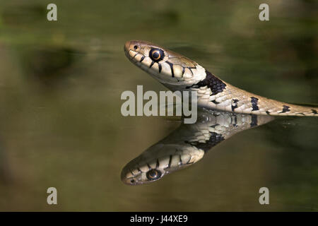 Portrait of swimming grass snake Stock Photo - Alamy