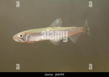 photo of a European smelt underwater Stock Photo - Alamy