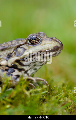 A vertical close-up shot of a frog hiding in the leaves by the water ...