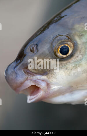 Common Nase (Chondrostoma nasus). Portrait of adult under water Stock ...