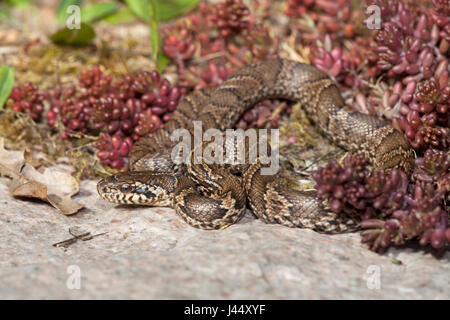 Foto van een Russische rattenslang, rondom vliegveld Eelde heeft zich ...