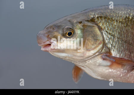 Common Nase (Chondrostoma nasus). Portrait of adult under water ...