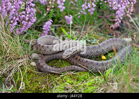 photo of a basking smooth snake between heather Stock Photo - Alamy