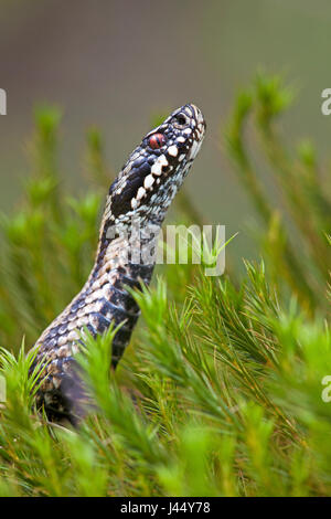 Common european adder viper with zigzag pattern Stock Photo - Alamy