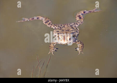 brown toad swimming in water, wild Stock Photo - Alamy