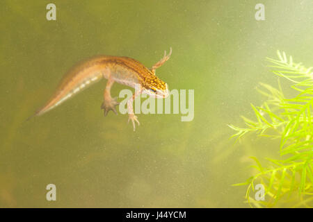 Male Palmate Newt Stock Photo - Alamy