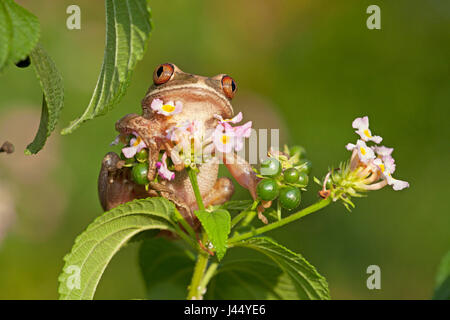 Natal tree frog in the bush Stock Photo - Alamy