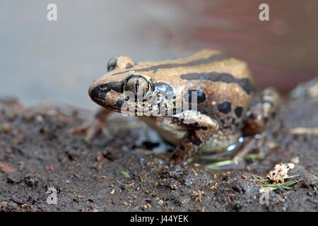 Bubbling kassina frog Stock Photo - Alamy
