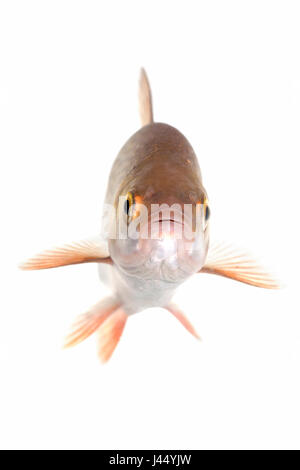 rendered photo of an ide Stock Photo - Alamy