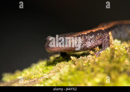 Gold-striped salamander (Chioglossa lusitanica), on mossy stone, Spain ...