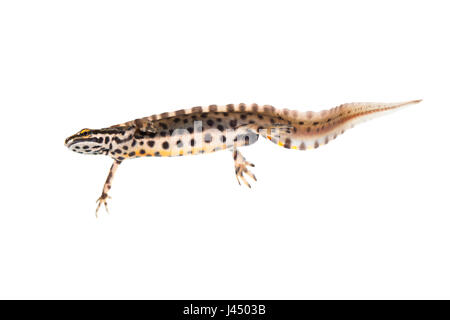 photo of a male common newt (Lissotriton vulgaris) against a white ...