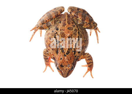 rendered photo of a common frog female Stock Photo - Alamy