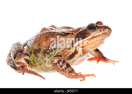rendered photo of a common frog female Stock Photo - Alamy