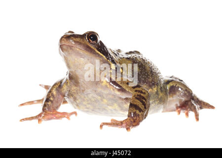 rendered photo of a common frog Stock Photo - Alamy