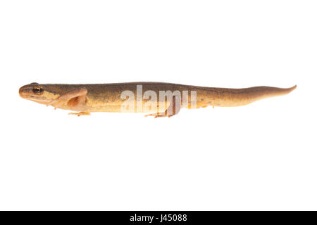 rendered photo of a common newt female Stock Photo - Alamy