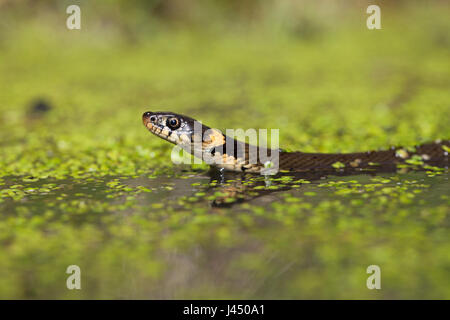 Portrait of swimming grass snake Stock Photo - Alamy