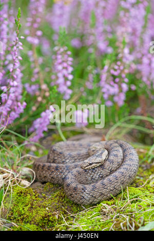 Smooth Snake (Coronella austriaca), Veluwe, Netherlands Stock Photo - Alamy