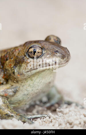 common european garlic spadefoot toad pelobates fuscus on swamp moss ...