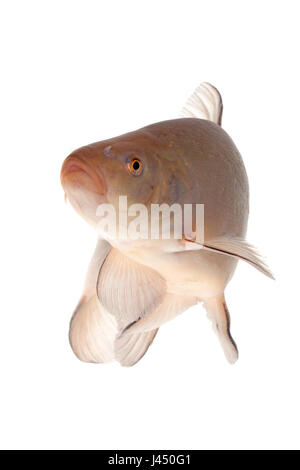 Tench and carp Stock Photo - Alamy