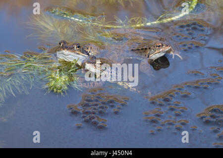 common frogs between frog spawn during mating Stock Photo - Alamy