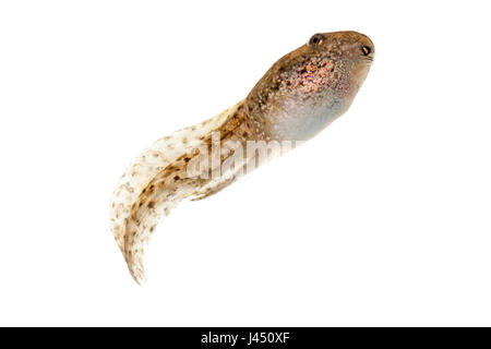 tadpole of frog close up isolated on white background Stock Photo - Alamy