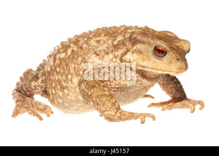 Spiny Toad photographed on a white background Stock Photo - Alamy