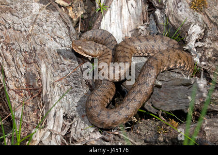 European Asp (Vipera aspis) sunbathing juvenile in the grass, La Brenne ...