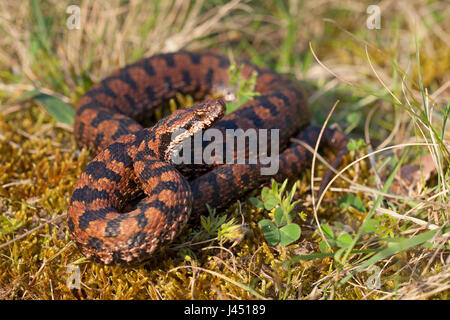 European Asp (Vipera aspis) basking, Brenne, France Stock Photo - Alamy