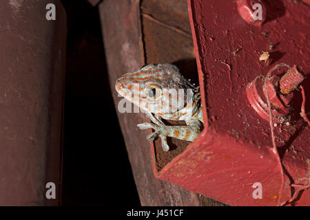 portrait of a tokeh Stock Photo - Alamy