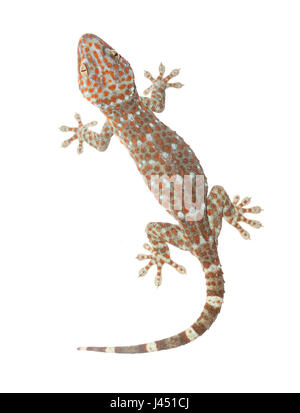 Tokeh isolated against a white background Stock Photo - Alamy