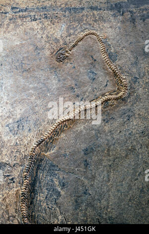 Fossil Snake Stock Photo: 10860952 - Alamy
