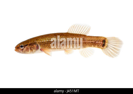 Eastern mudminnow isolated on a white background Stock Photo - Alamy
