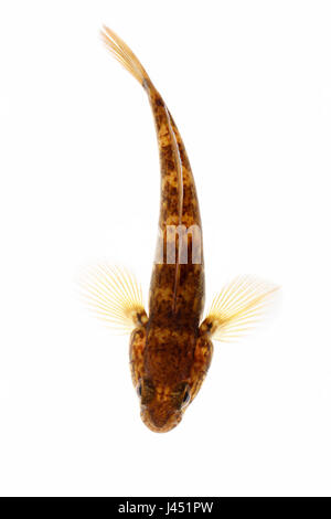 round goby isolated on a white background Stock Photo - Alamy