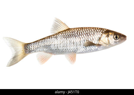 Freshwater fish chub isolated on white background. Fishing catch chub ...