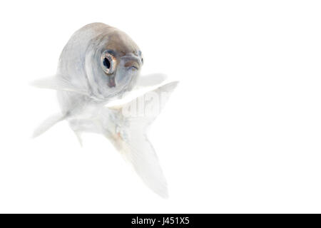 Fresh vendace fish isolated on a white background Stock Photo - Alamy