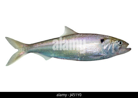 Adult twait shad isolated on white Stock Photo - Alamy