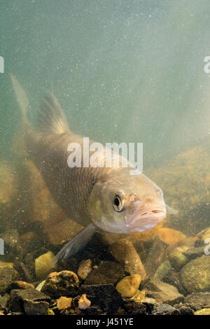 The European Chub (Squalius cephalus) in water Stock Photo - Alamy
