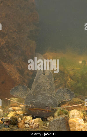 Wels catfish is laying on the bottom. Wels during night dive in the ...