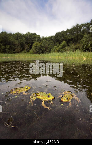 three Edible frogs in the water Stock Photo - Alamy