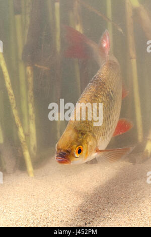 Rudd (Rutilus erythrophthalmus) swimming, freshwater fish, native to ...