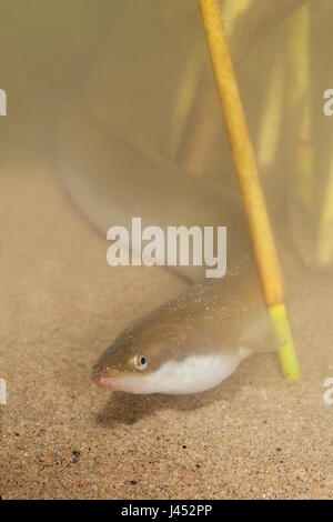 vertical photo / portrait of an eel on sand between reed Stock Photo ...